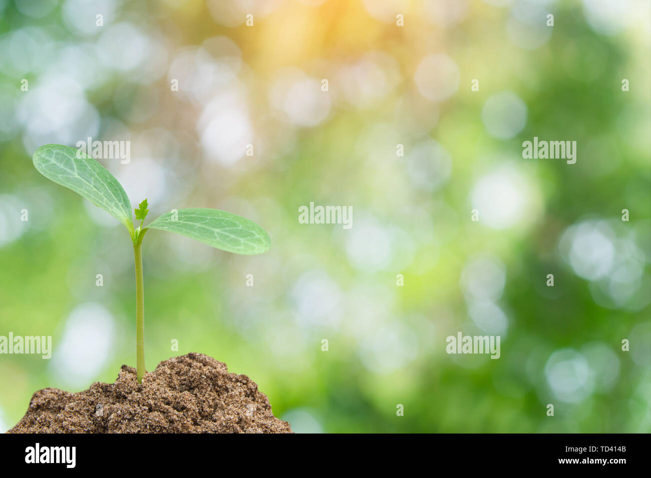 Green sprout growing, young plant from soil with sunlight and Green ...