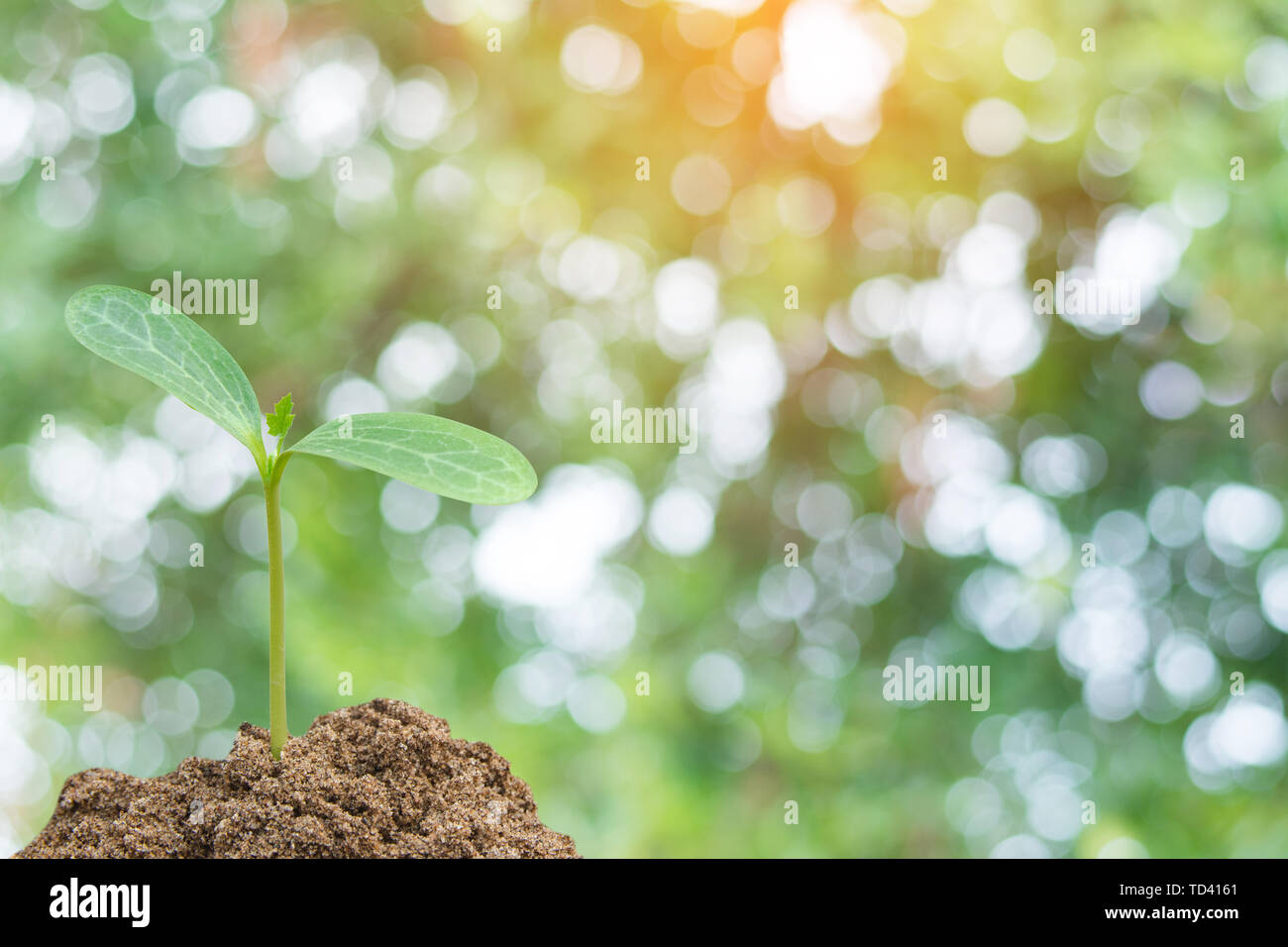 Green sprout growing, young plant from soil with sunlight and Green ...