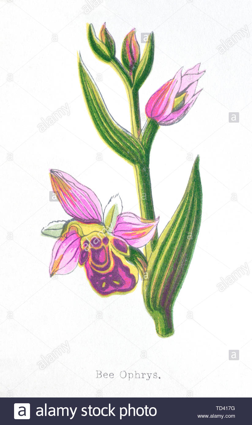Ophrys apifera illustration hi-res stock photography and images - Alamy