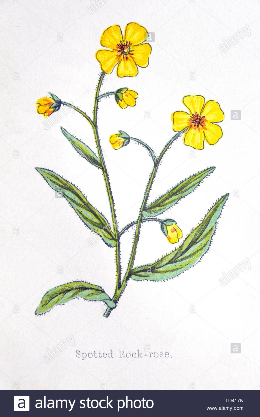 Spotted Rock Rose (Tuberaria guttata), vintage illustration from 1874 ...