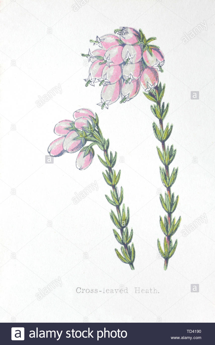 Cross-Leaved Heath (Erica tetralix), vintage illustration from 1874 ...