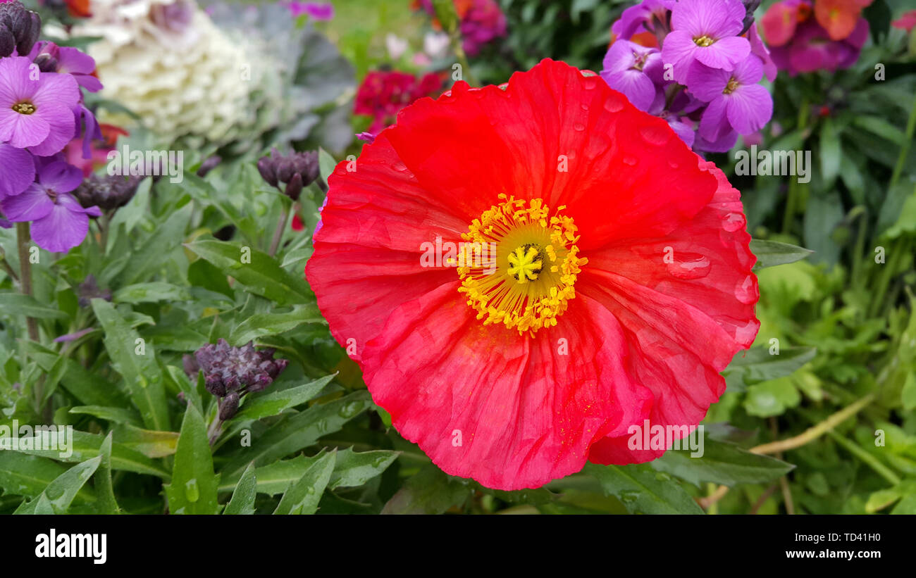 Beautiful vibrant poppy flowers hi-res stock photography and images - Alamy