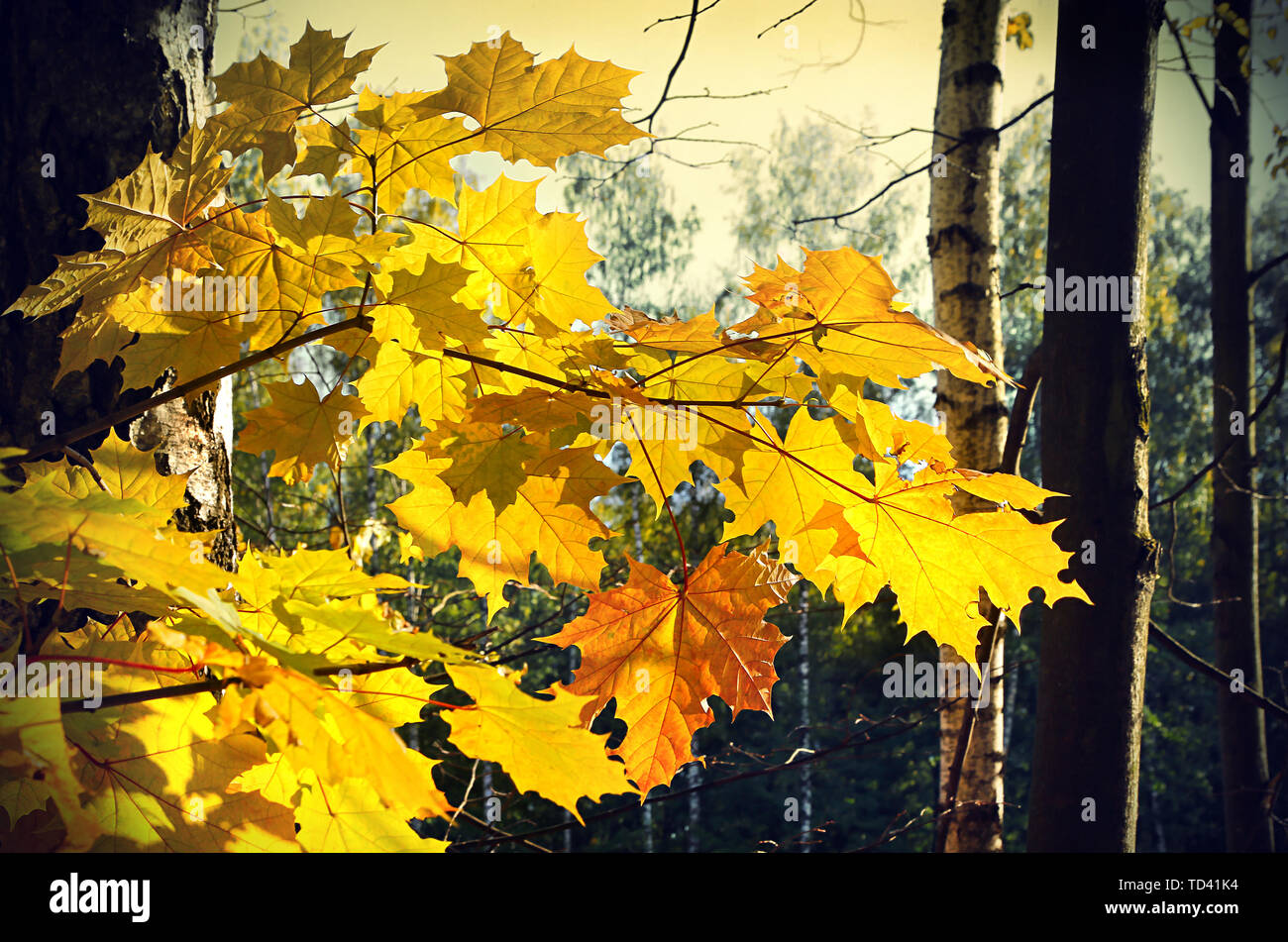 Beautiful maple tree foliage hi-res stock photography and images - Alamy
