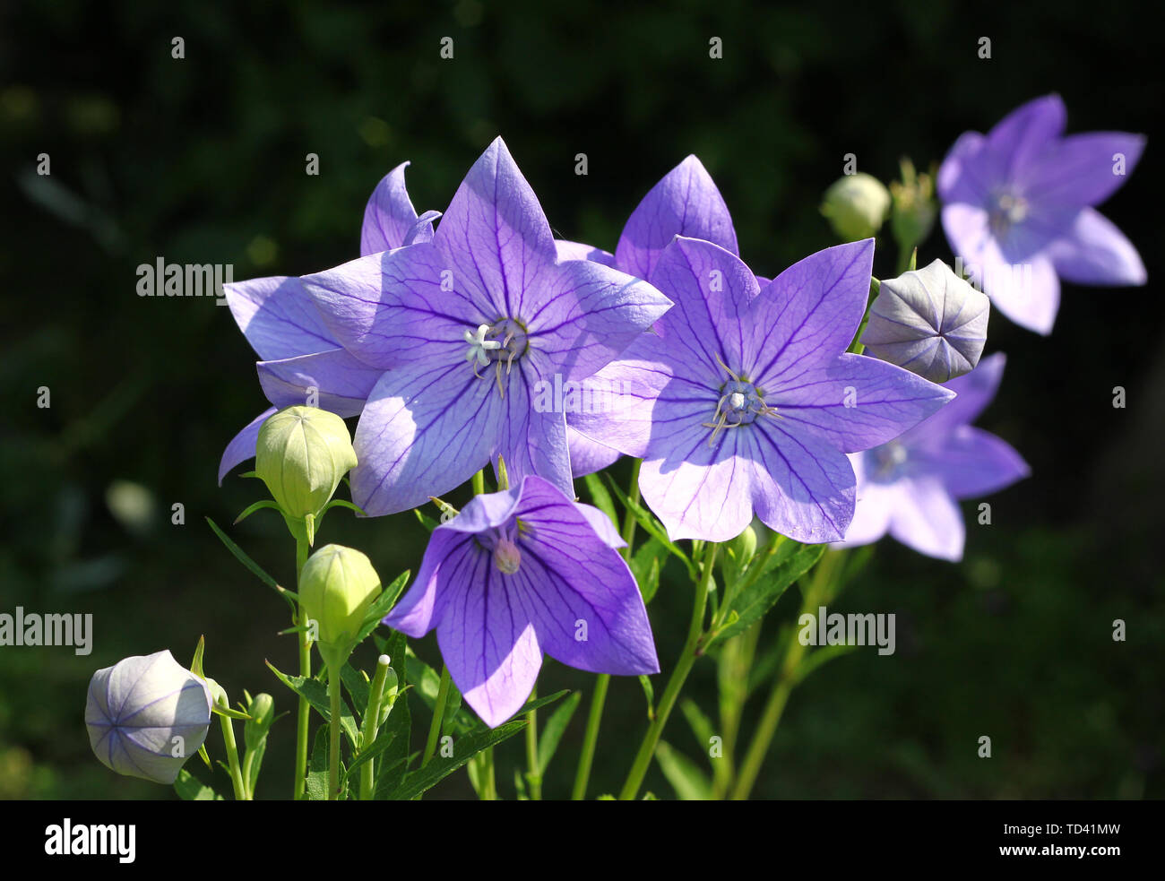 Balloon flowers (Platycodon grandiflorus) in garden Stock Photo - Alamy