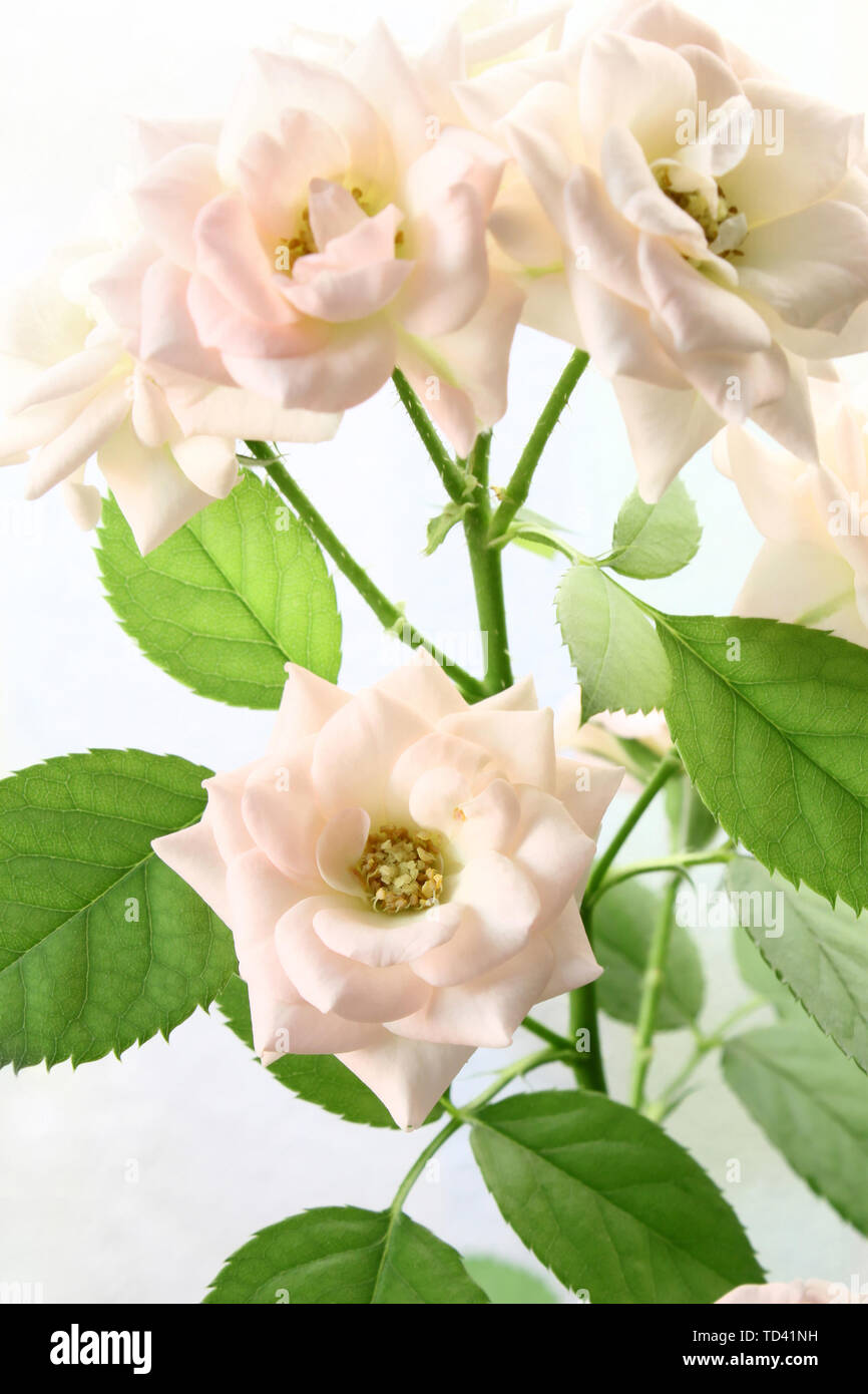 Tea roses hi-res stock photography and images - Alamy