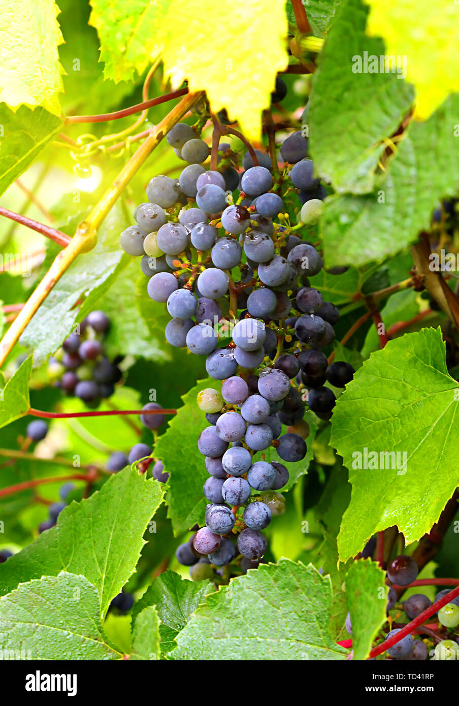 Grape cluster hi-res stock photography and images - Alamy