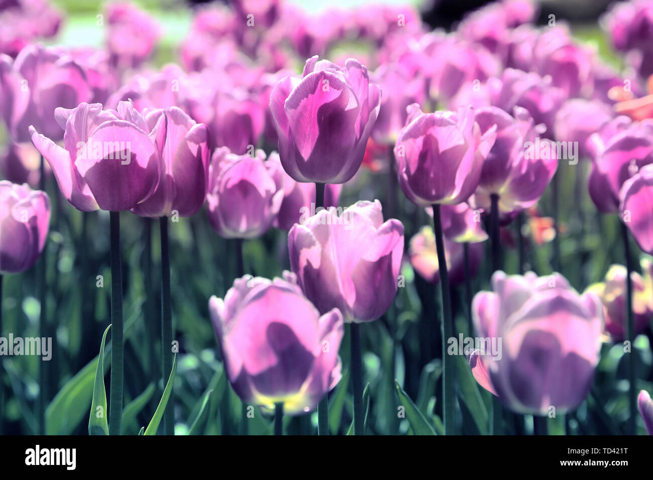 Spring vintage background with beautiful bright tulips Stock Photo - Alamy