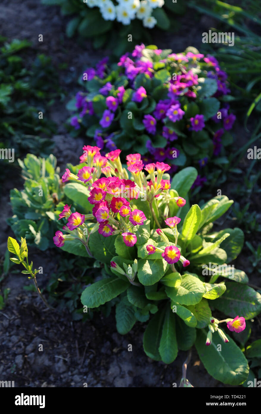 Primrose with lilac flowers hi-res stock photography and images - Alamy