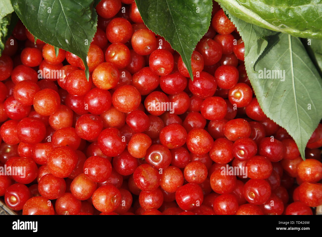 Chinese sour cherry hi-res stock photography and images - Alamy