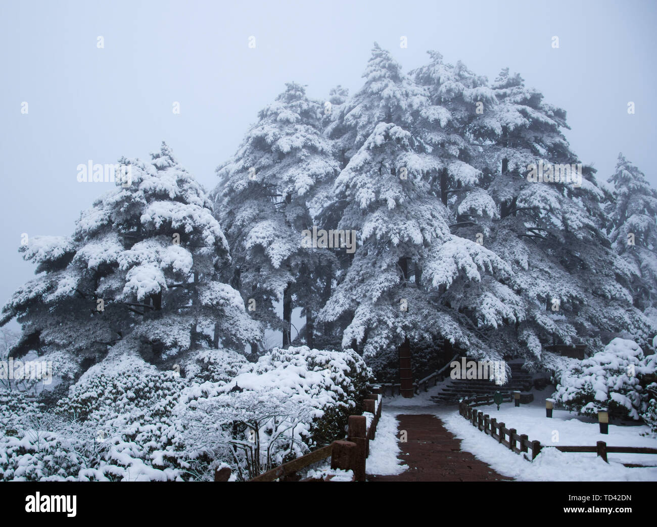 Huangshan cedar hi-res stock photography and images - Alamy