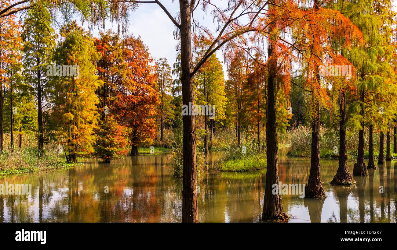 Shanghai autumn hi-res stock photography and images - Alamy