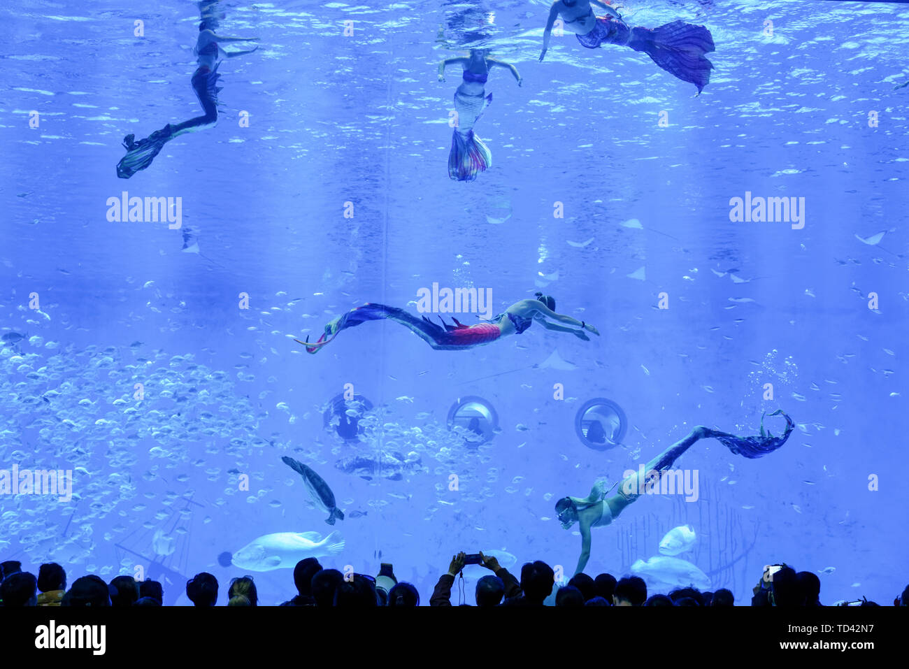 Mermaid performance at Haichang Ocean Park, Shanghai Stock Photo - Alamy