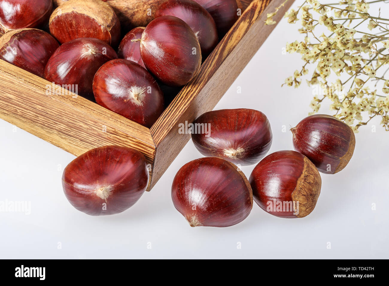Chestnut horse anatomy hi-res stock photography and images - Alamy