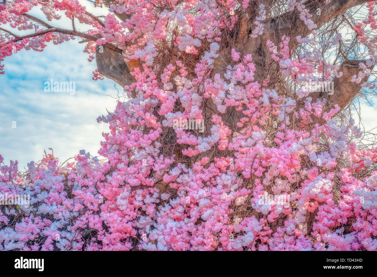 Giant cherry blossom tree in Gu Tsuen Park Stock Photo - Alamy
