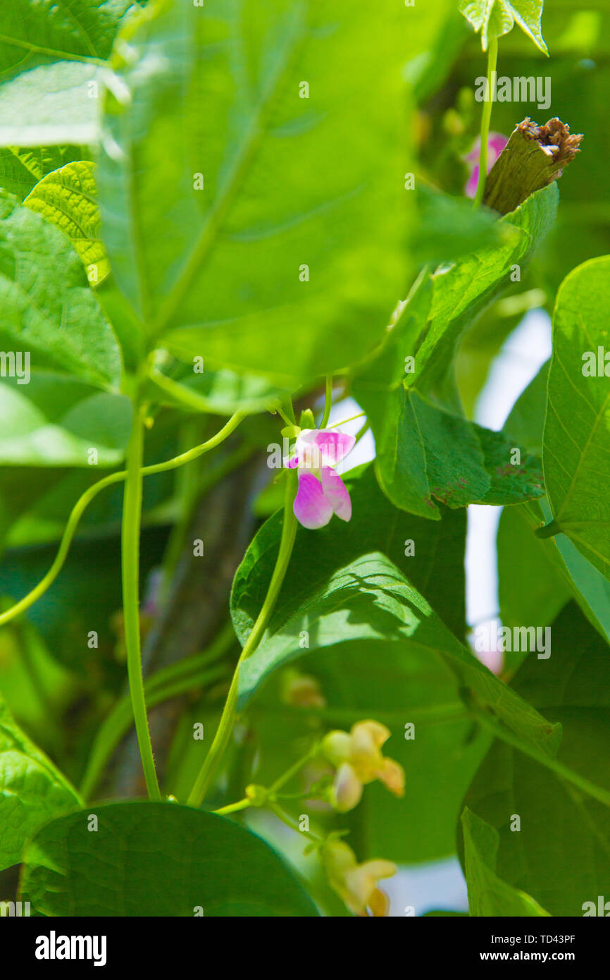 Pink bean hi-res stock photography and images - Alamy