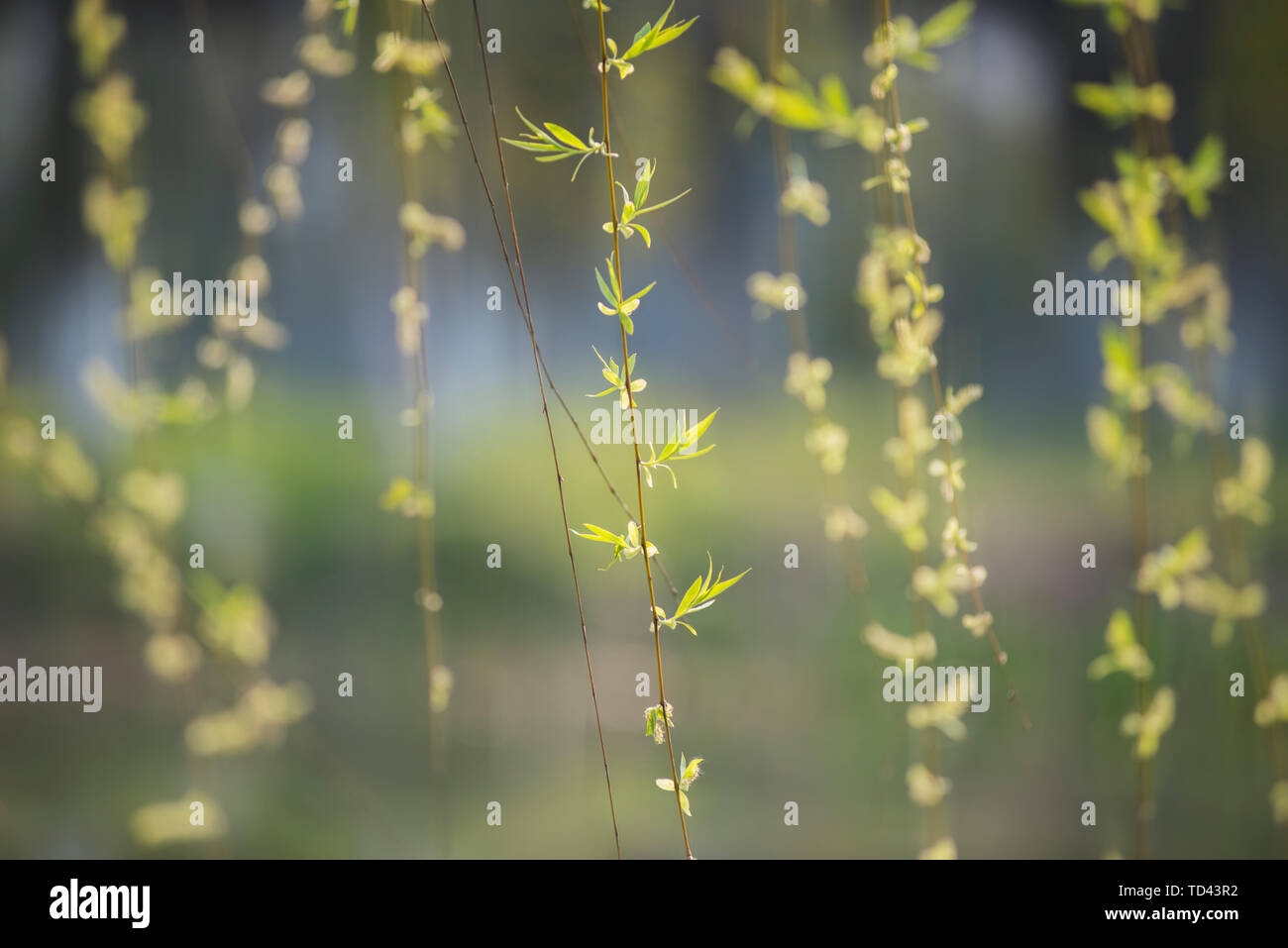 The willows germinate in spring Stock Photo - Alamy