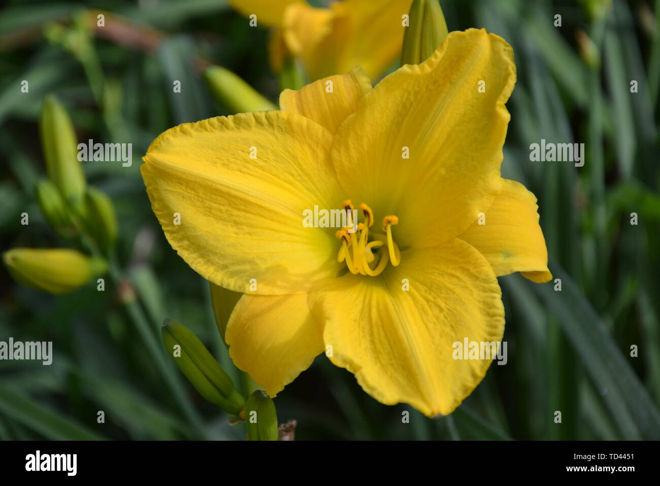 Santan flower hi-res stock photography and images - Alamy