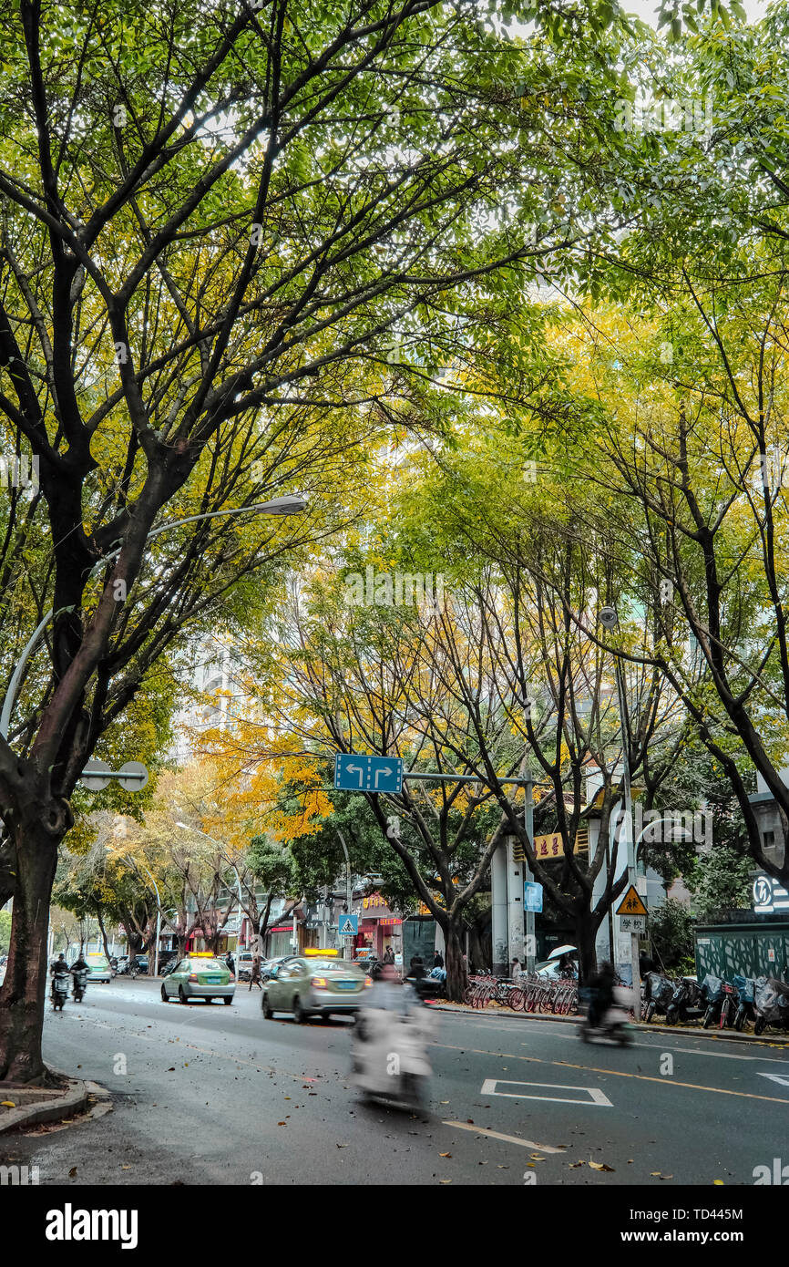Fuzhou big leaf banyan tree Stock Photo - Alamy