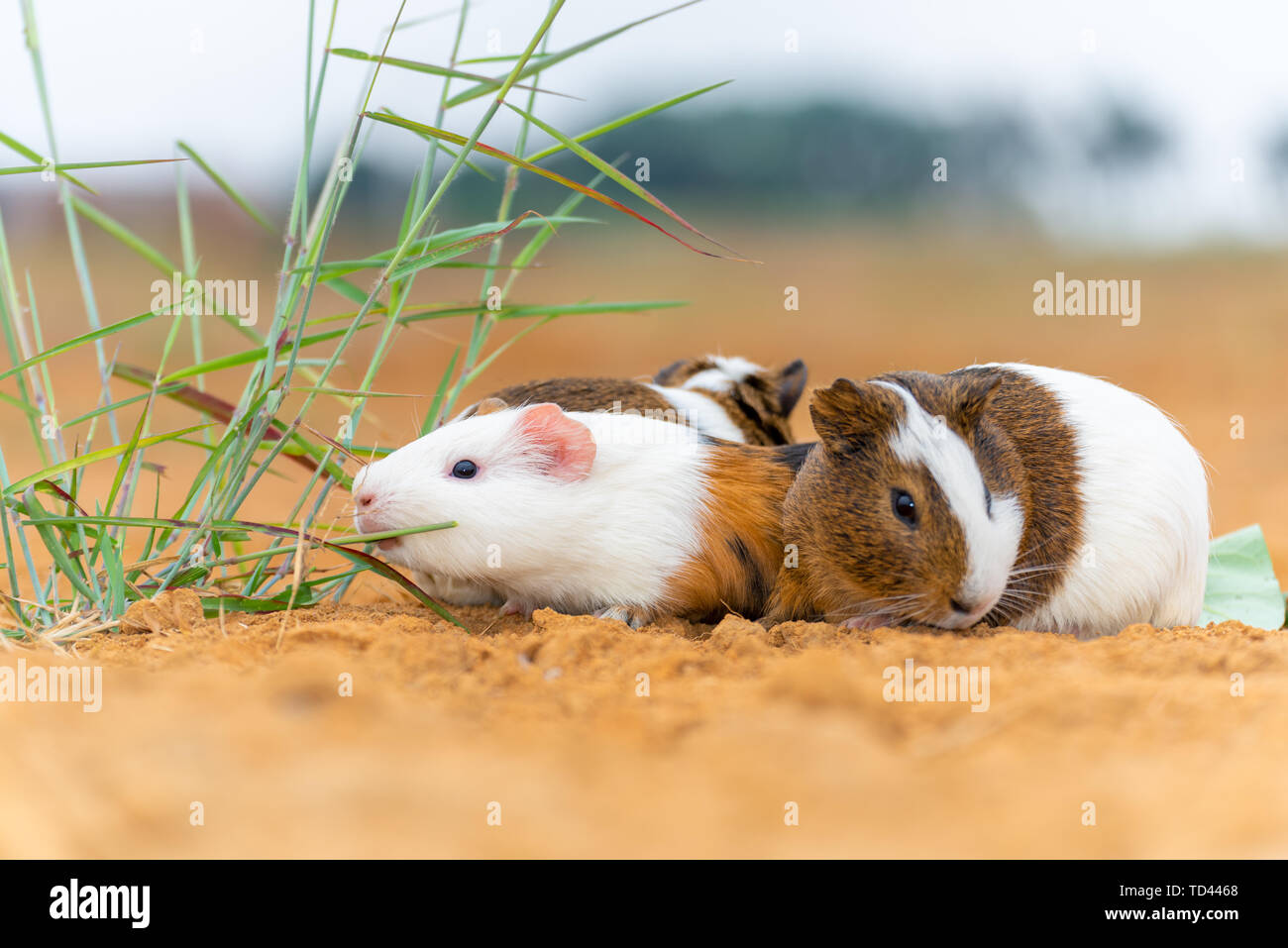 Three adorable guinea pigs in an outdoor clearing Stock Photo - Alamy