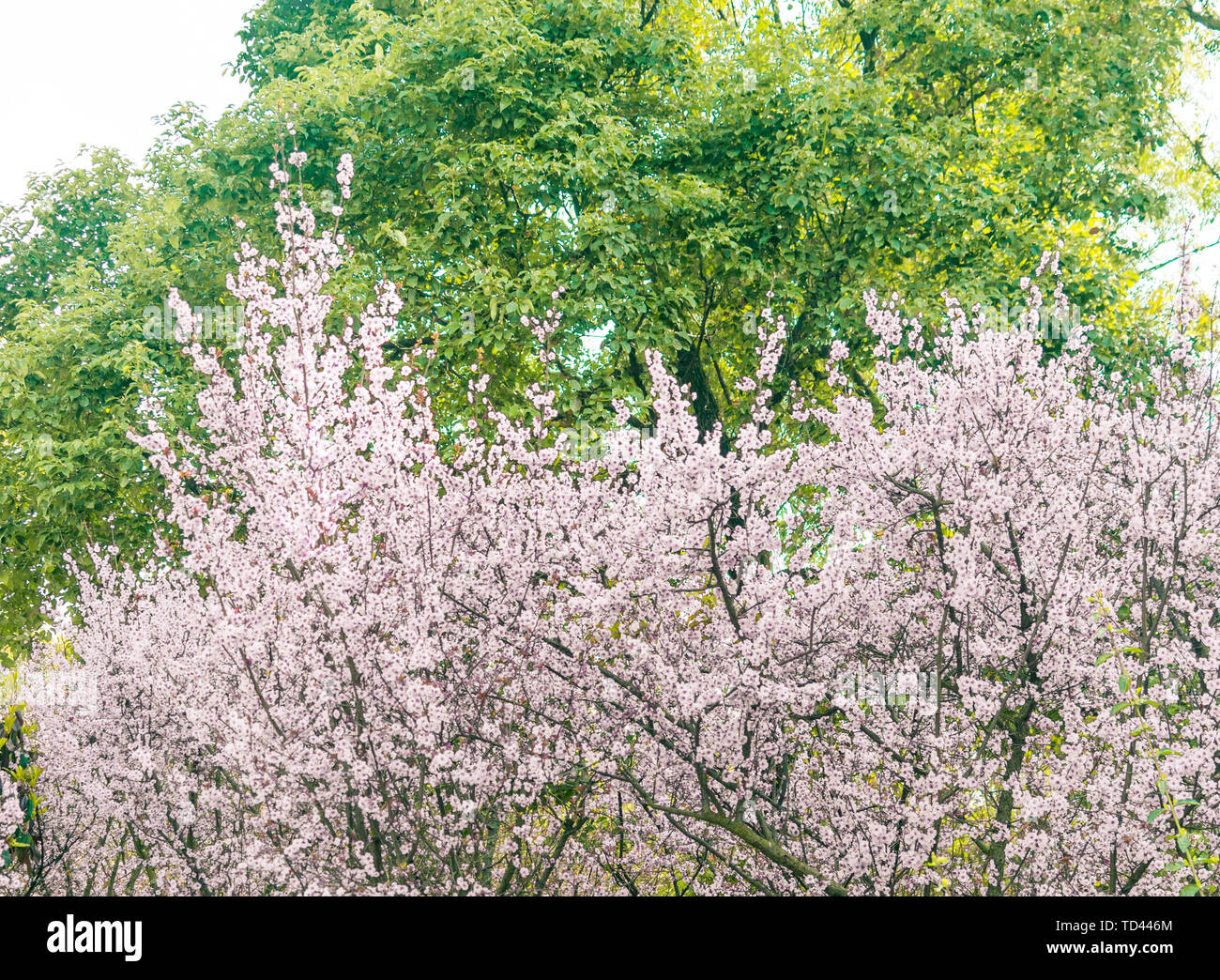 Spring, saffron green trees, cherry blossoms, peach blossoms Stock ...