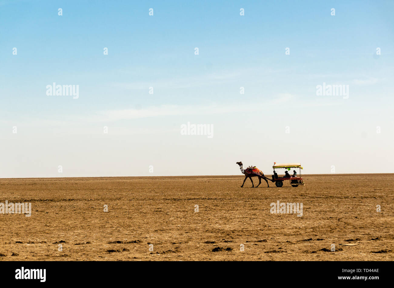 Camel cart on the wide expanse of Rann of Kutchh gujarat india Stock ...