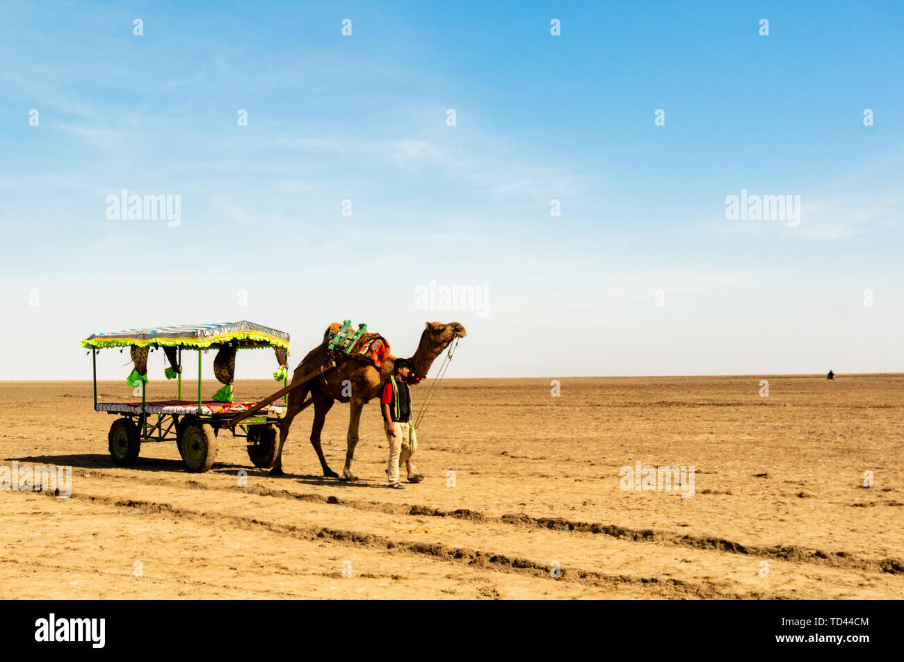 Camel cart on the wide expanse of Rann of Kutchh gujarat india Stock ...