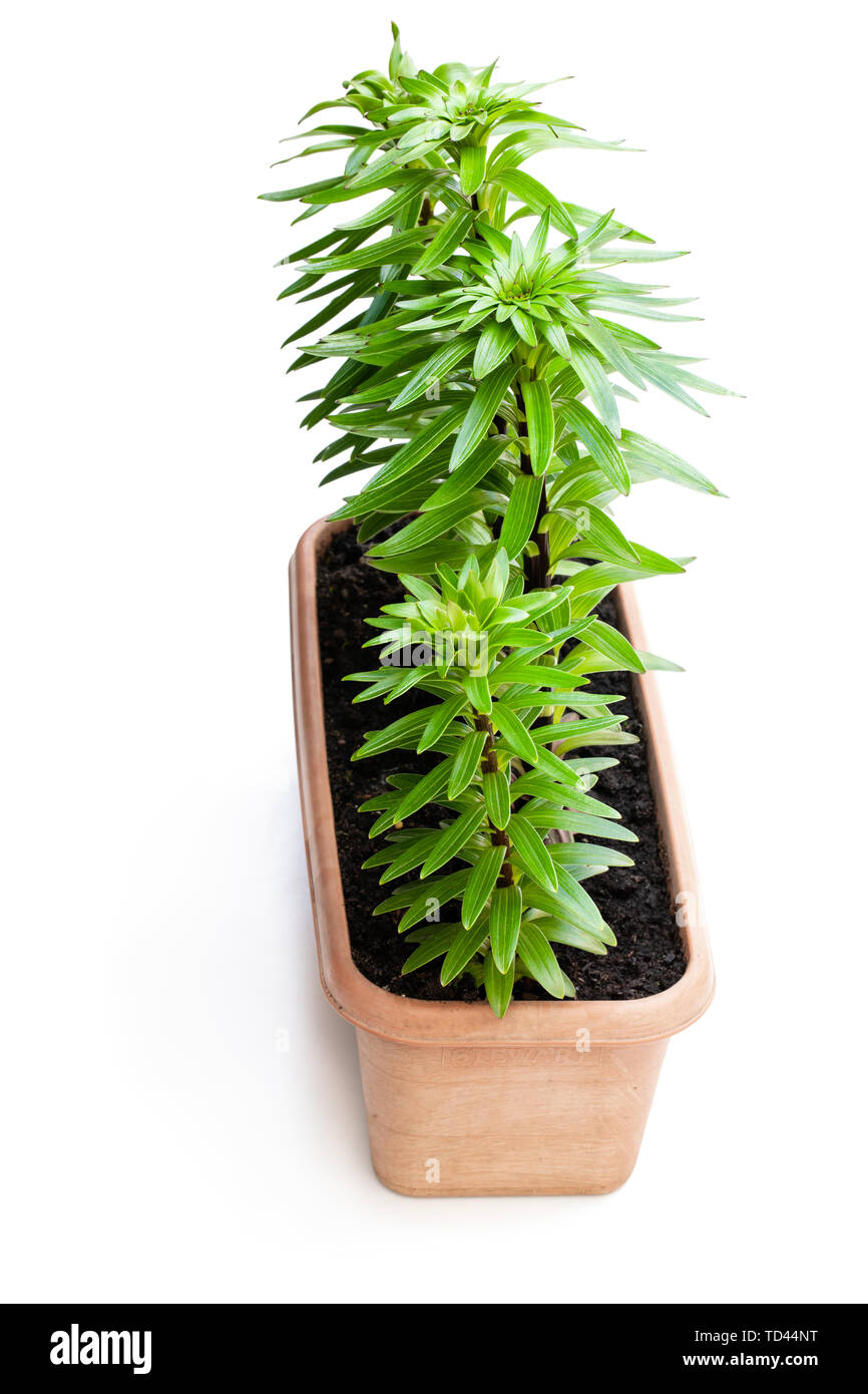 Little lily flower sprouts in garden pot isolated on white Stock Photo ...