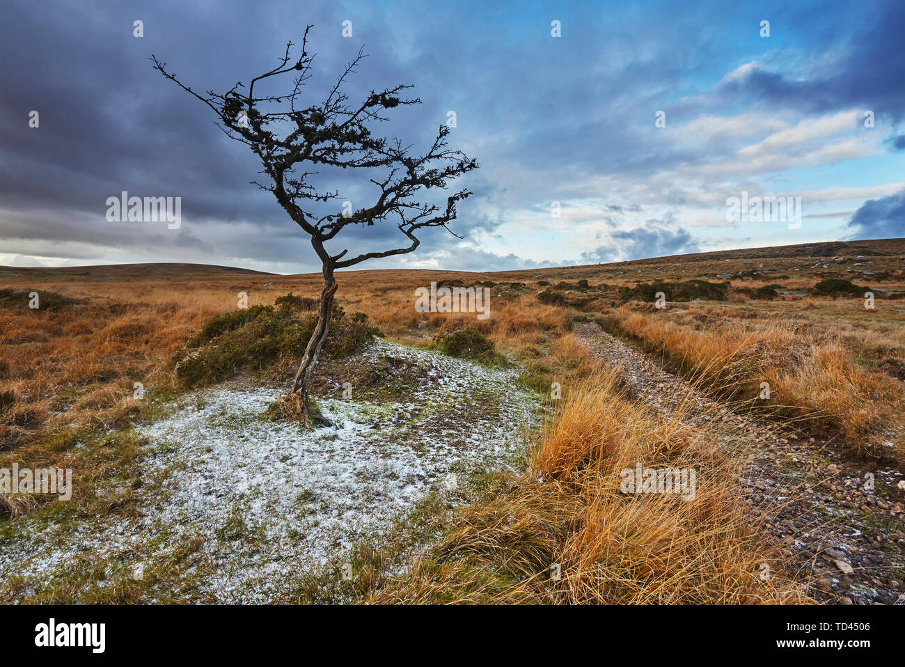 Moorland tree hi-res stock photography and images - Alamy