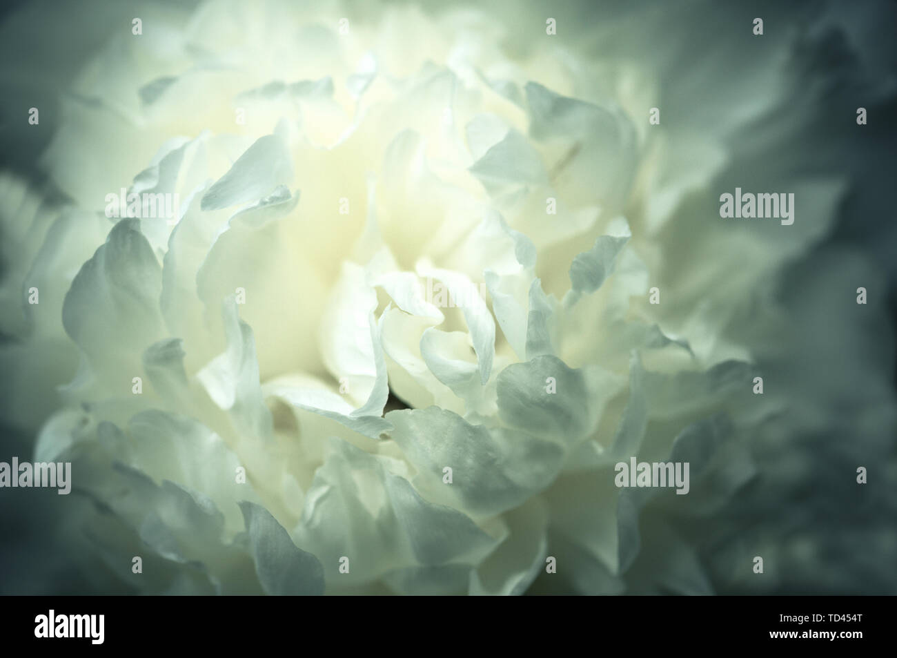 Paeonia illustration flower plant hi-res stock photography and images ...
