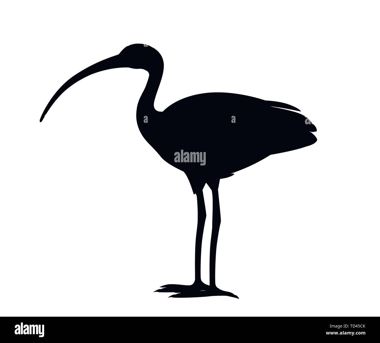 Black silhouette American white ibis flat vector illustration cartoon ...