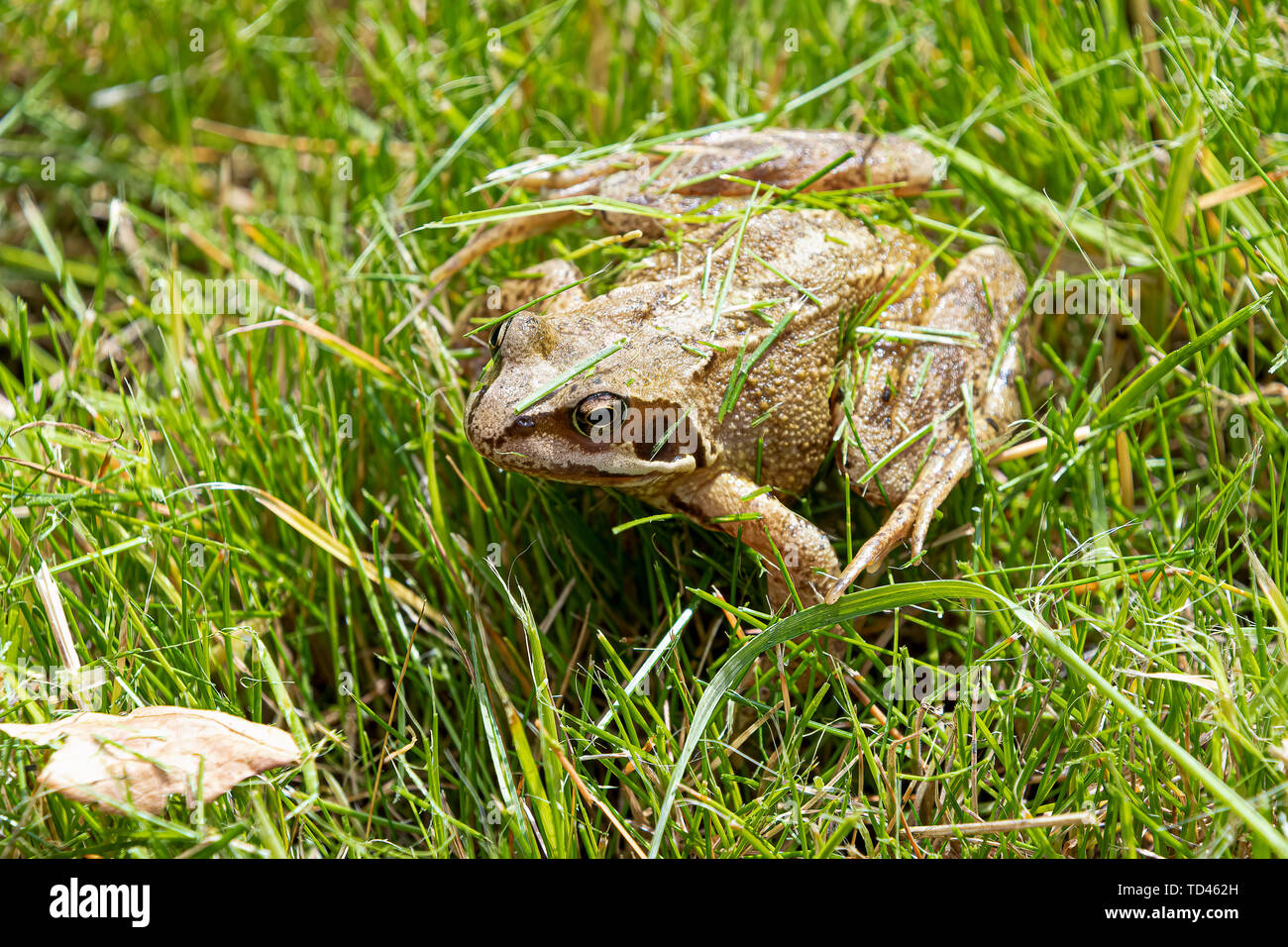 Toadstool frog hi-res stock photography and images - Alamy