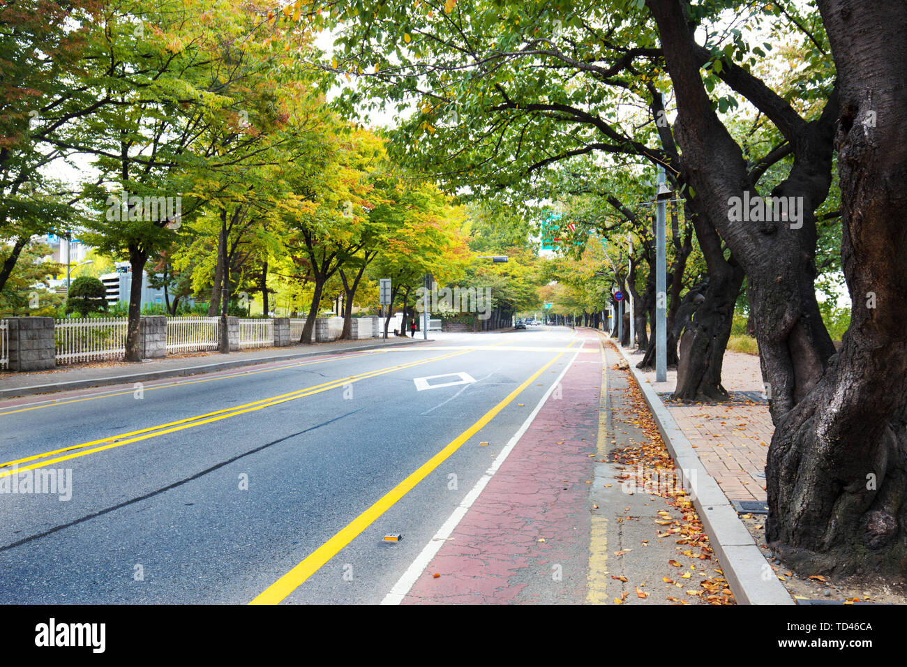 City roads with green trees in seoul Stock Photo - Alamy