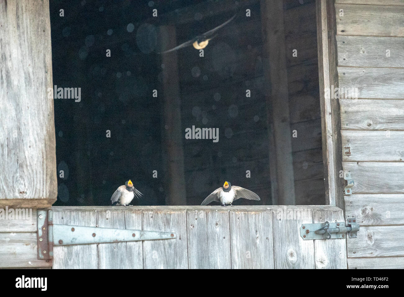 Barn swallow feeding fledgling at Brokenborough, Malmesbury UK Stock ...