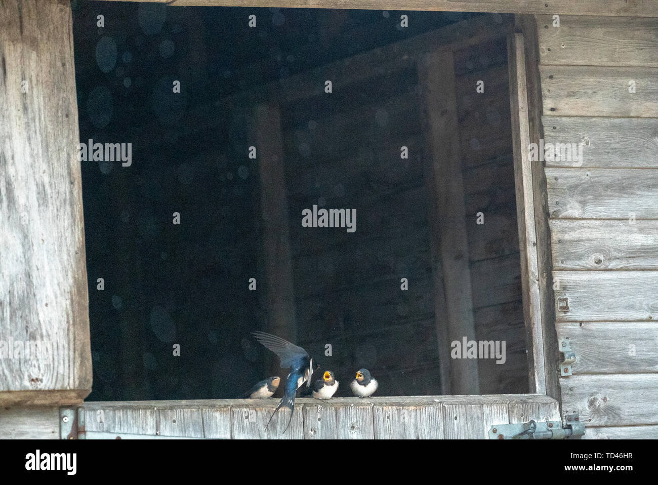 Barn swallow feeding fledgling at Brokenborough, Malmesbury UK Stock ...