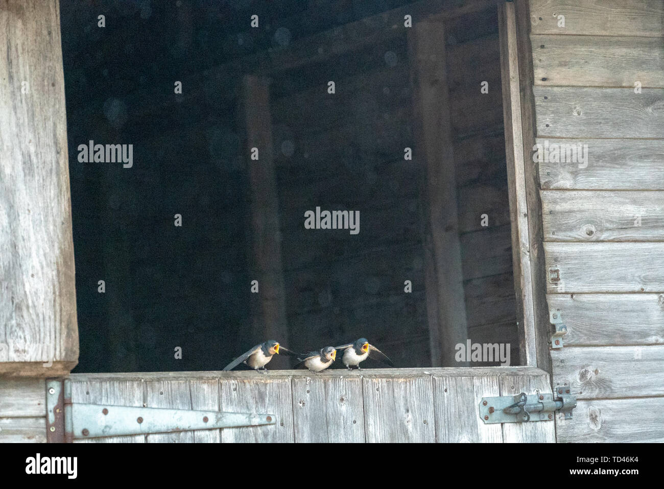 Barn swallow feeding fledgling at Brokenborough, Malmesbury UK Stock ...