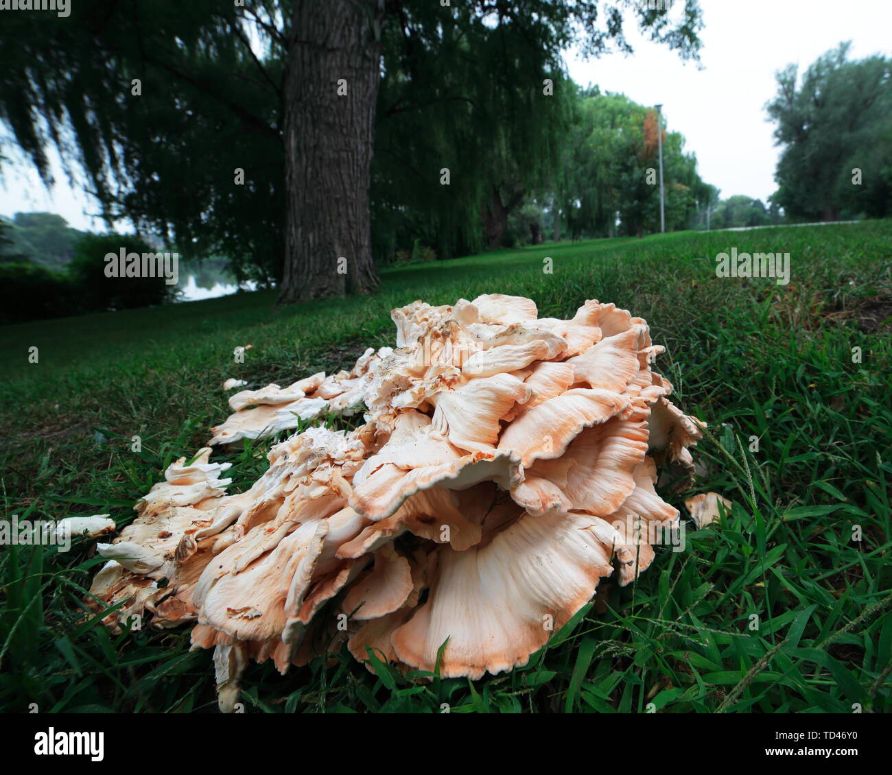 Fungal growth hi-res stock photography and images - Alamy