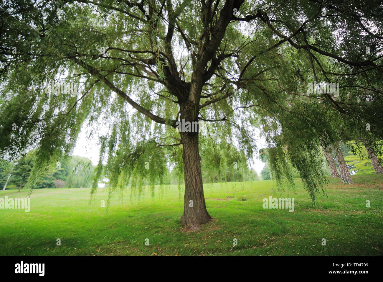 Tree surrounded by grass hi-res stock photography and images - Alamy