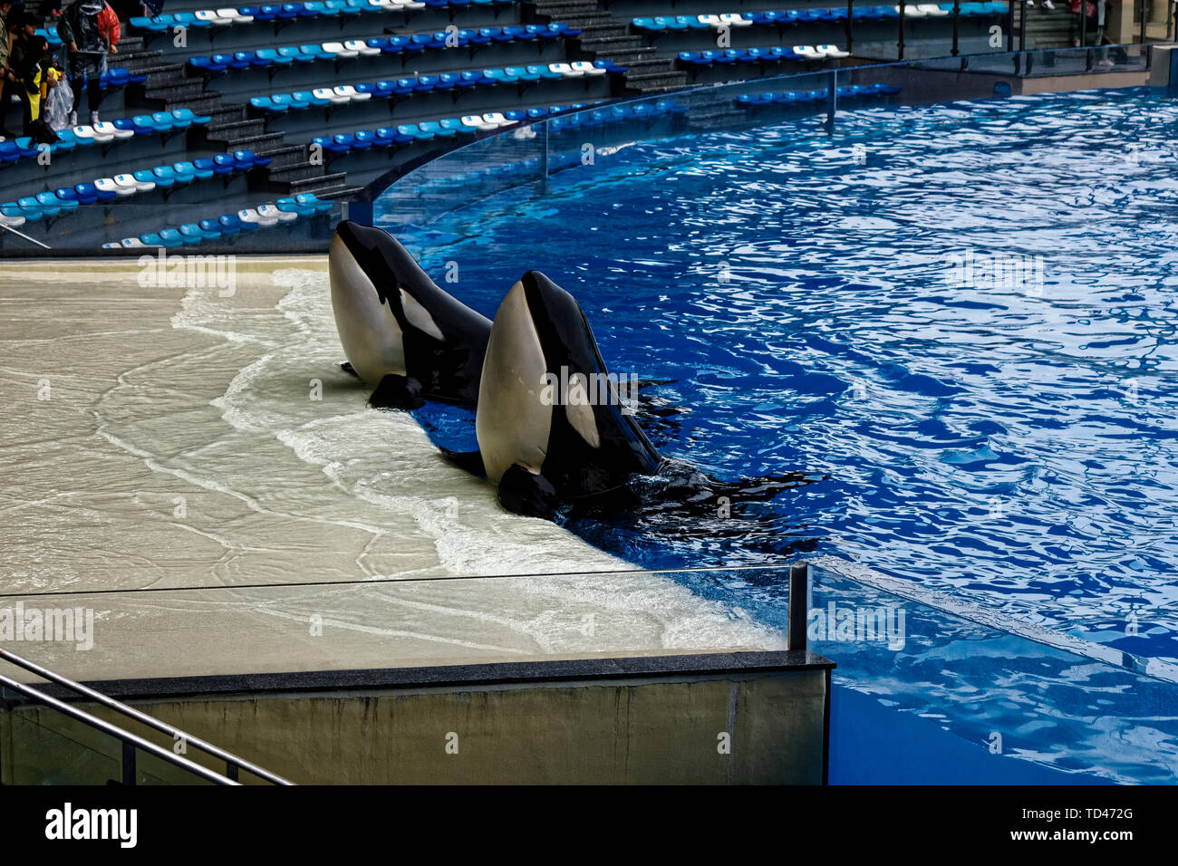 Haichang Ocean Park orca performance in Shanghai Stock Photo - Alamy