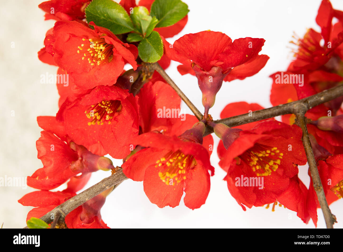 detail of red quince flower isolated over white background Stock Photo ...