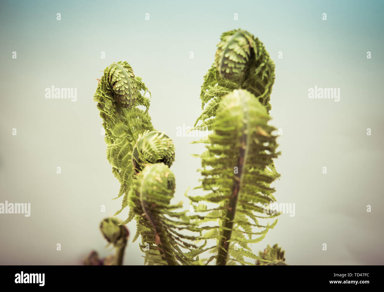 detail of young fern buds isolated over white background Stock Photo ...