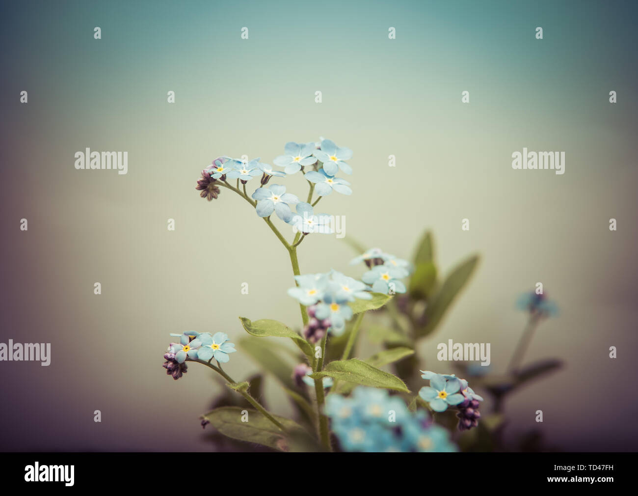 detail of blue myosotis flower isolated over white background Stock ...