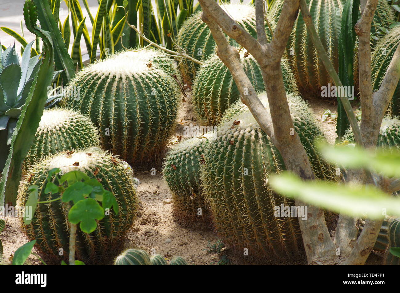 Sharp Brambles High Resolution Stock Photography and Images - Alamy