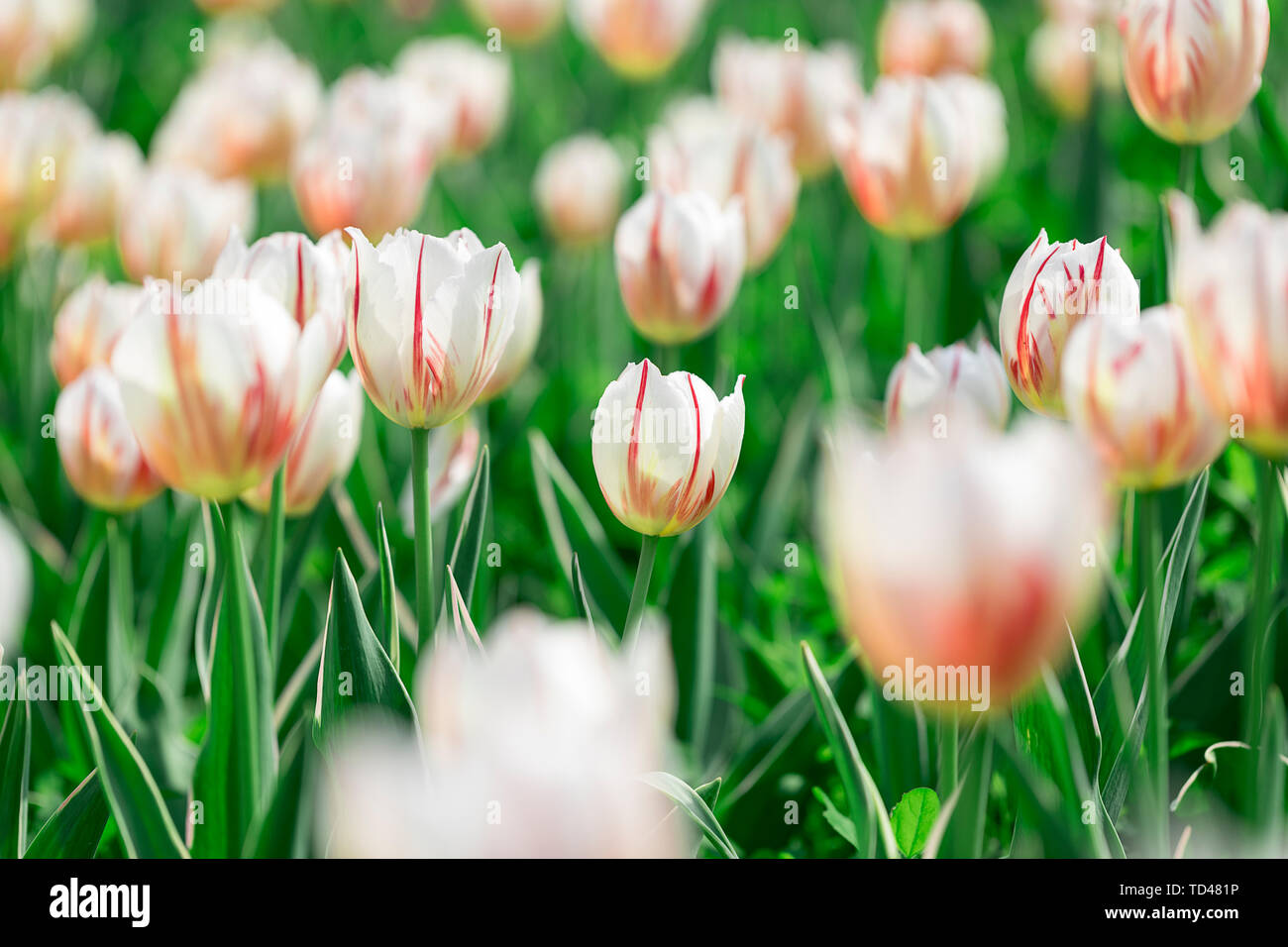 Daylight and grain planting beautiful hi-res stock photography and ...
