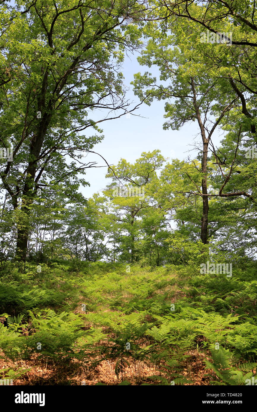 Forest clearing featuring several trees and a forest floor covered in ...