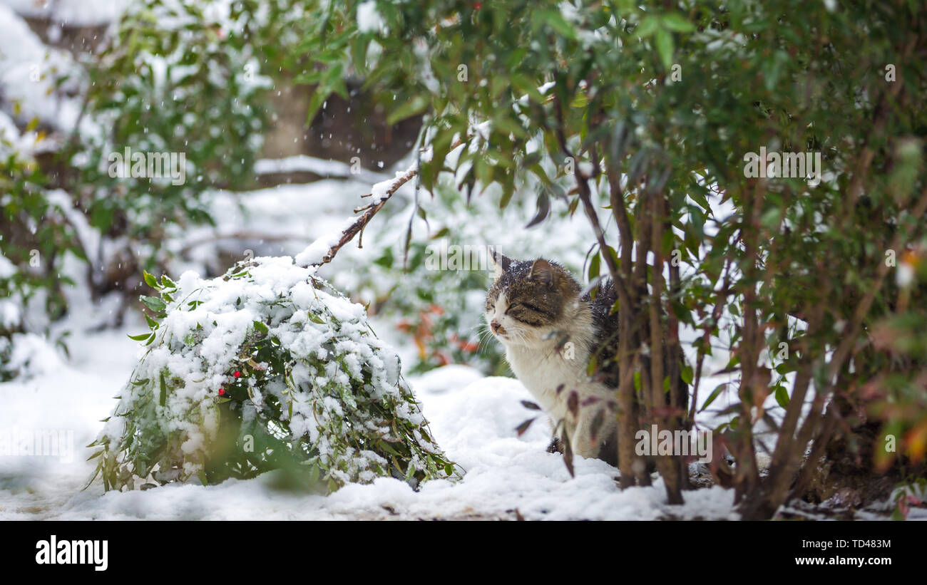 A wandering life Stock Photo - Alamy