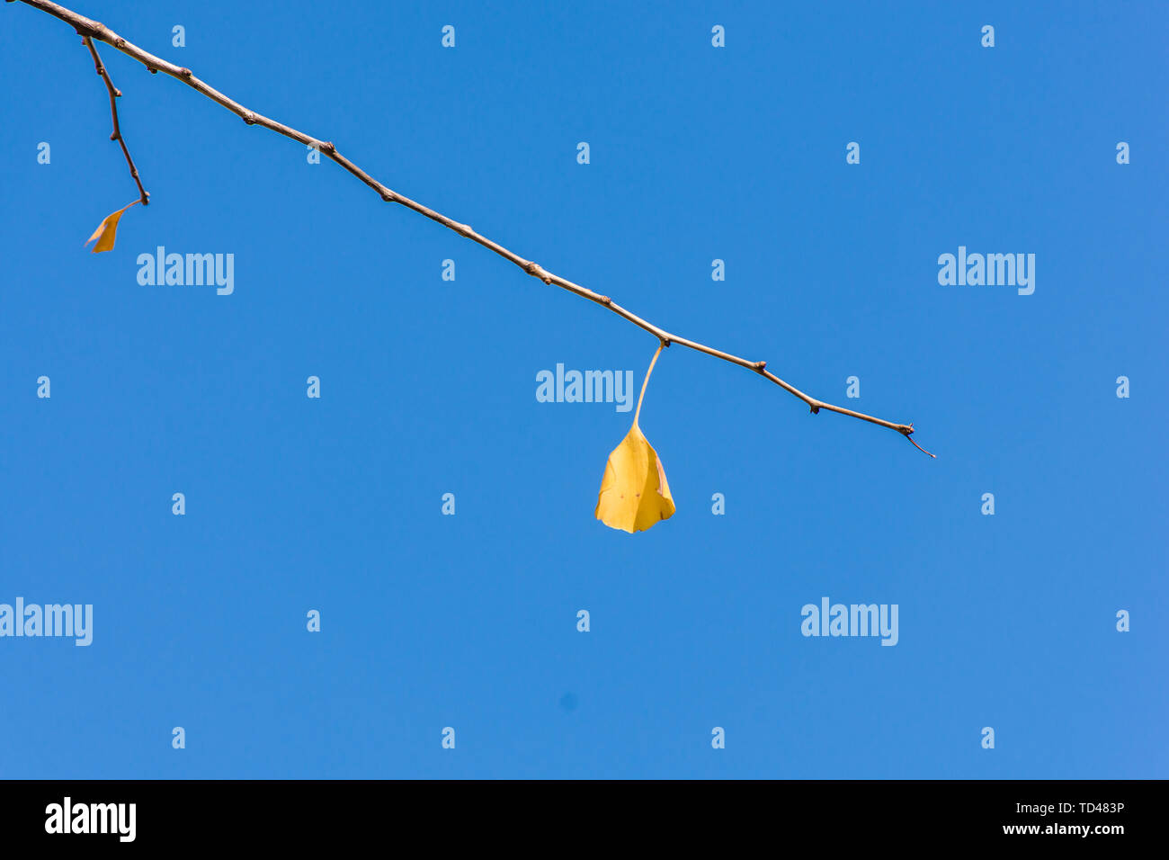 Ginkgo trees in the winter hi-res stock photography and images - Alamy
