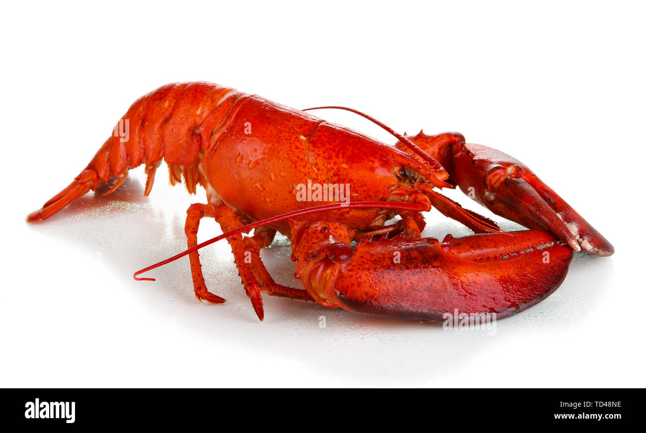 Red lobster isolated on white Stock Photo - Alamy