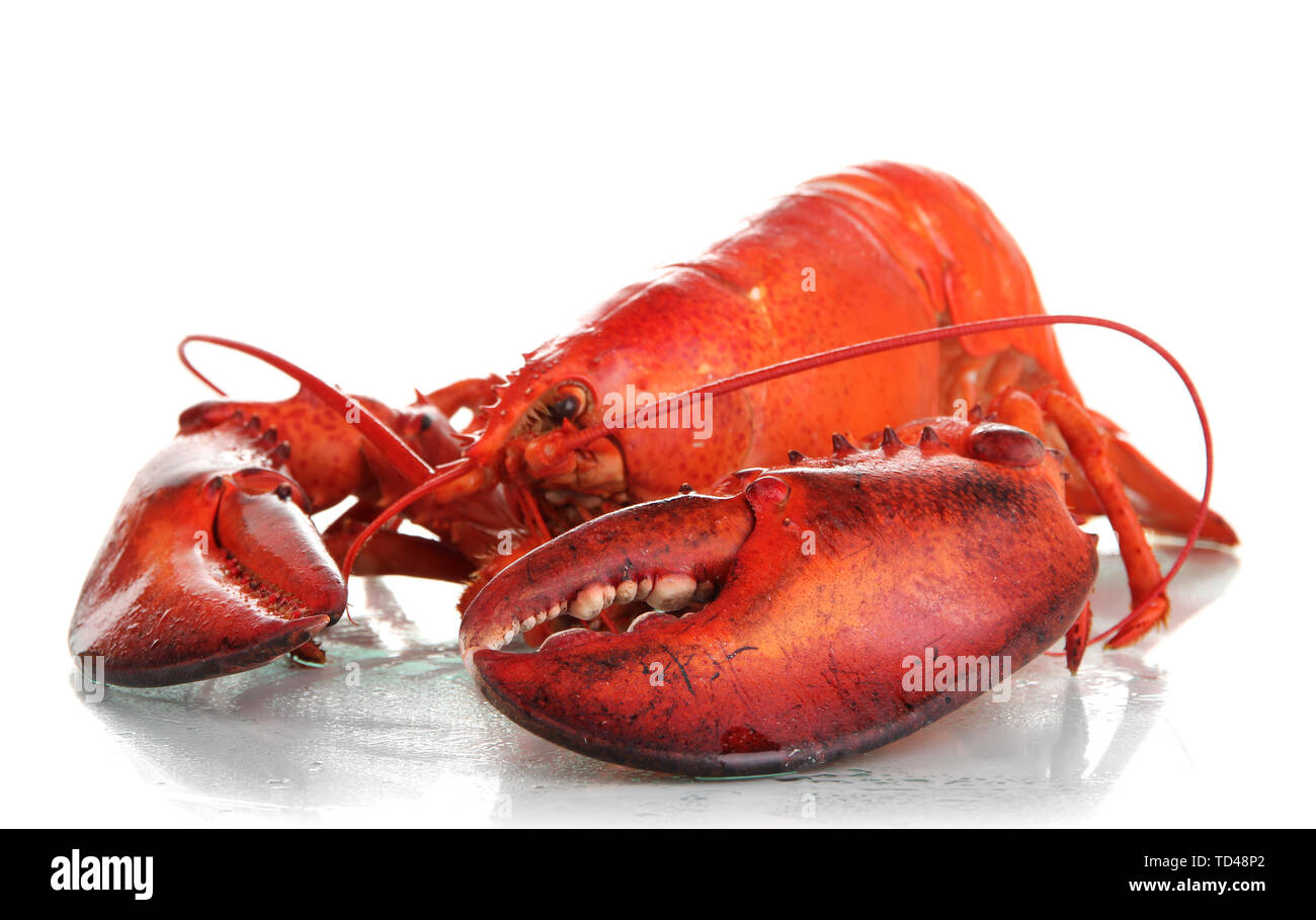 Red lobster isolated on white Stock Photo - Alamy