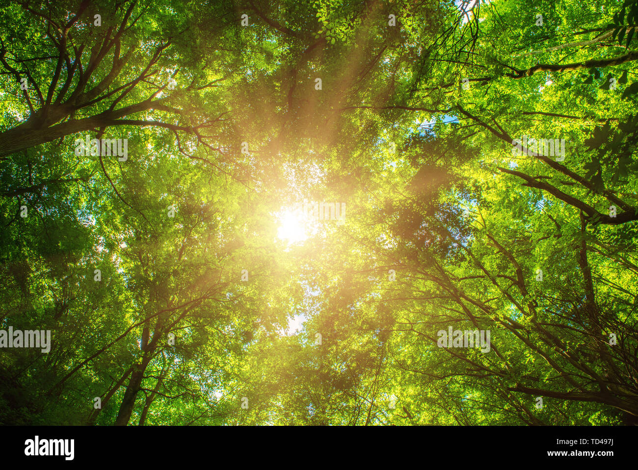 Summer green forest Stock Photo - Alamy