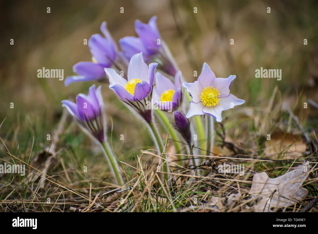 Group blooming pasque flowers hi-res stock photography and images - Alamy